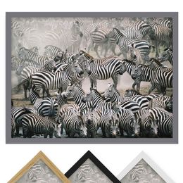 Bilderwelten Bild mit Rahmen - Querformat Zebraherde