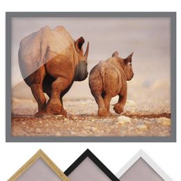 Bilderwelten Bild mit Rahmen - Querformat Wandering Rhinos