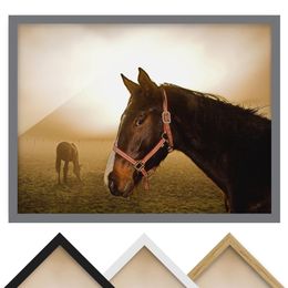 Bilderwelten Bild mit Rahmen - Querformat Early Horse
