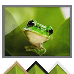 Bilderwelten Bild mit Rahmen - Querformat Wetterfrosch