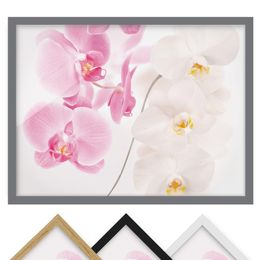 Bilderwelten Bild mit Rahmen - Querformat Delicate Orchids