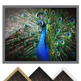 Bilderwelten Bild mit Rahmen - Querformat Edler Pfau