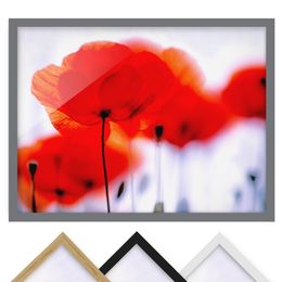 Bilderwelten Bild mit Rahmen - Querformat Magic Poppies