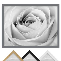 Bilderwelten Bild mit Rahmen - Querformat Close Up Rose