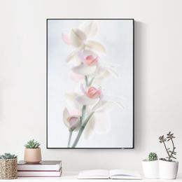 Akustik-Wechselbild Zerbrechliche Orchidee