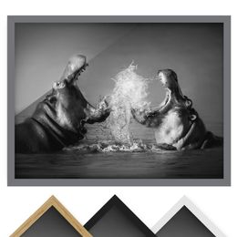 Bilderwelten Bild mit Rahmen - Querformat Hippo Fight