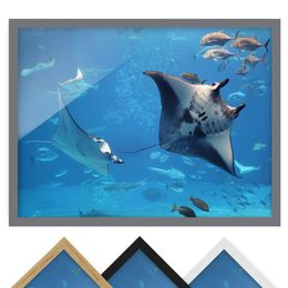 Bilderwelten Bild mit Rahmen - Querformat Manta Ray