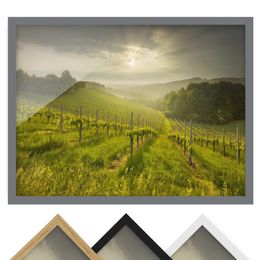 Bilderwelten Bild mit Rahmen - Querformat Sonnenstrahlen Weinberg
