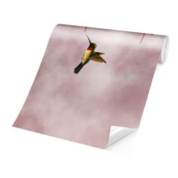 Fototapete Tiere Kolibri
