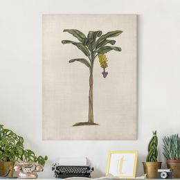 Bilderwelten Leinwandbild Botanik Britische Palmen III - Leinwanddruck Hochformat - Wandbild S-XXL modernes Bild auf Leinwand Wohnzimmer Schlafzimmer