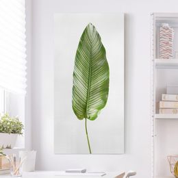 Bilderwelten Leinwandbild - Hochformat Blatt Calathea-ornata 01