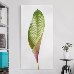 Bilderwelten Leinwandbild - Hochformat Blatt Calathea-ornata 03