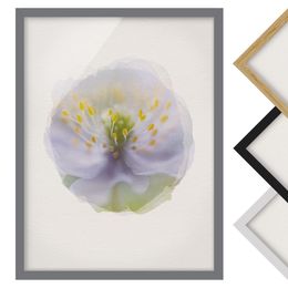 Bilderwelten Bild mit Rahmen - Hochformat Wasserfarben - Anemonen Sch&ouml;nheit