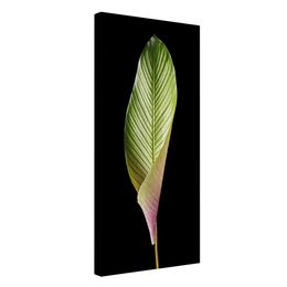 Bilderwelten Leinwandbild - Hochformat Blatt Calathea-ornata auf Schwarz 03
