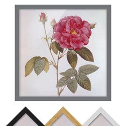 Bilderwelten Bild mit Rahmen - Quadrat Pierre Joseph Redout&eacute; - Apothekerrose