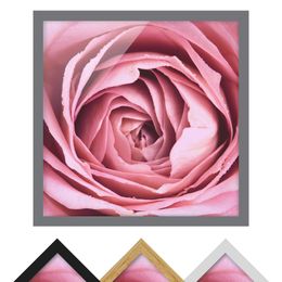 Bilderwelten Bild mit Rahmen - Quadrat Rosa Rosenbl&uuml;te