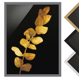 Bilderwelten Bild mit Rahmen - Hochformat Gold - Eukalyptus auf Schwarz