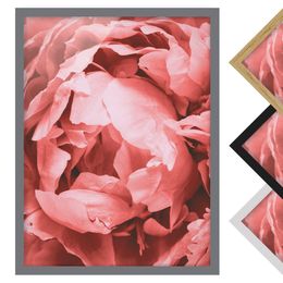 Bilderwelten Bild mit Rahmen - Hochformat Pfingstrose Bl&uuml;te Koralle