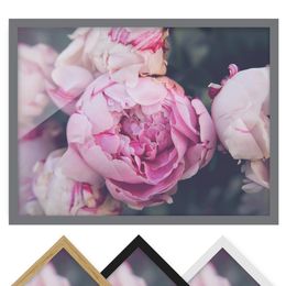Bilderwelten Bild mit Rahmen - Querformat Pfingstrosenbl&uuml;te Shabby