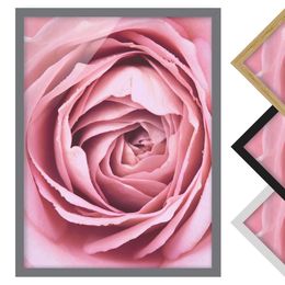 Bilderwelten Bild mit Rahmen - Hochformat Rosa Rosenbl&uuml;te