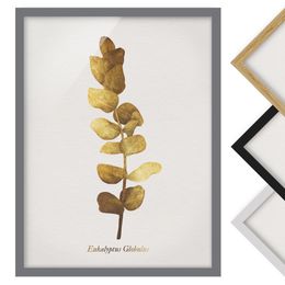 Bilderwelten Bild mit Rahmen - Hochformat Gold - Eukalyptus