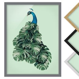 Bilderwelten Bild mit Rahmen - Hochformat Pfau mit Monstera Bl&auml;ttern