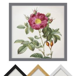 Bilderwelten Bild mit Rahmen - Quadrat Pierre Joseph Redout&eacute; - Portland-Rose