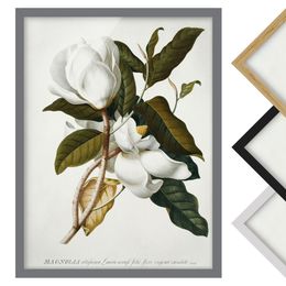 Bilderwelten Bild mit Rahmen - Hochformat Georg Dionysius Ehret - Magnolie