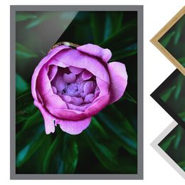 Bilderwelten Bild mit Rahmen - Hochformat Lila Pfingstrosenbl&uuml;te vor Bl&auml;ttern