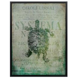 Bilderwelten Leinwandbild Vintage Collage - Antike Schildkr&ouml;te