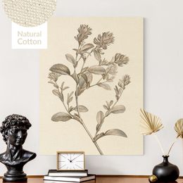 Bilderwelten Leinwandbild Botanische Studie in Sepia I