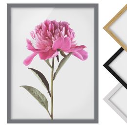 Bilderwelten Bild mit Rahmen - Hochformat Bl&uuml;hende Pfingstrose Pink auf Wei&szlig;