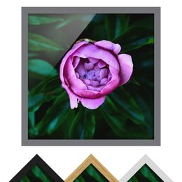 Bilderwelten Bild mit Rahmen - Quadrat Lila Pfingstrosenbl&uuml;te vor Bl&auml;ttern