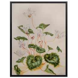Bilderwelten Leinwandbild Anna Maria Sibylla Merian - Wei&szlig;e Veilchen