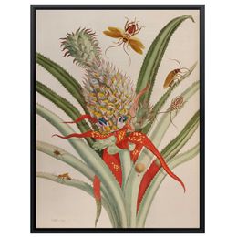 Bilderwelten Leinwandbild Anna Maria Sibylla Merian - Ananas mit Insekten