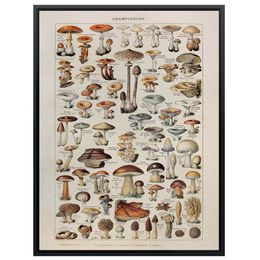 Bilderwelten Leinwandbild Vintage Lehrtafel Pilze