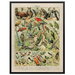 Bilderwelten Leinwandbild Vintage Lehrtafel V&ouml;gel