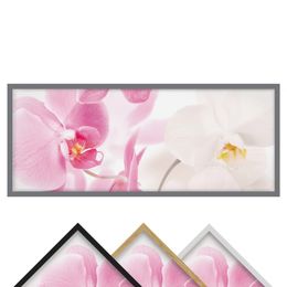 Bilderwelten Bild mit Rahmen - Panorama Delicate Orchids
