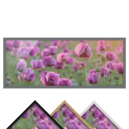 Bilderwelten Bild mit Rahmen - Panorama Violette Schlafmohn Blumenwiese im Fr&uuml;hling