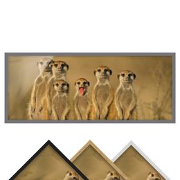 Bilderwelten Bild mit Rahmen - Panorama Meerkat Family