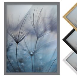 Bilderwelten Bild mit Rahmen - Hochformat Blaue Federn im Regen