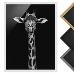 Bilderwelten Bild mit Rahmen Tiere schwarz weiss Motiv inkl. Rahmung - Dunkles Giraffen Portrait - Giraffen Wohnzimmer Schlafzimmer