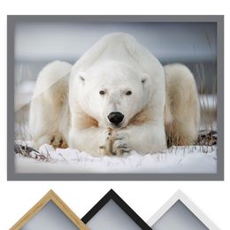 Bilderwelten Bild mit Rahmen - Querformat Nachdenklicher Eisb&auml;r