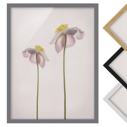Bilderwelten Bild mit Rahmen - Hochformat Rosa Anemonenbl&uuml;ten