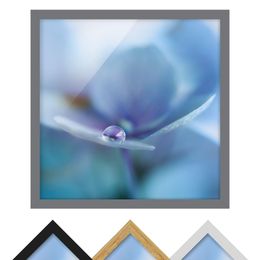 Bilderwelten Bild mit Rahmen - Quadrat Wassertropfen Hortensienbl&uuml;te