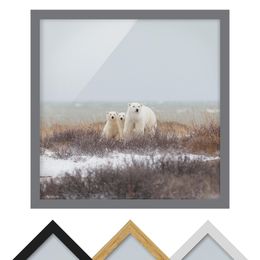 Bilderwelten Bild mit Rahmen - Quadrat Eisbärin und ihre Jungen