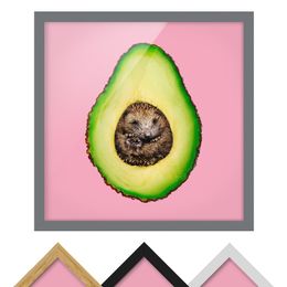 Bilderwelten Bild mit Rahmen - Quadrat Avocado mit Igel