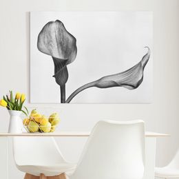 Bilderwelten Leinwandbild Calla Nahaufnahme Schwarz-Wei&szlig;