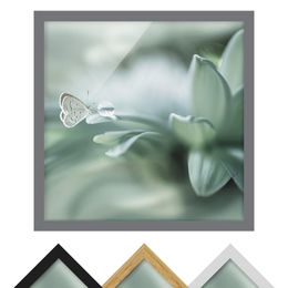 Bilderwelten Bild mit Rahmen - Quadrat Schmetterling und Tautropfen in Pastellgr&uuml;n