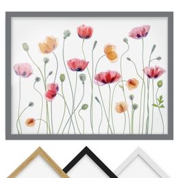 Bilderwelten Bild mit Rahmen - Querformat Klatschmohn Party